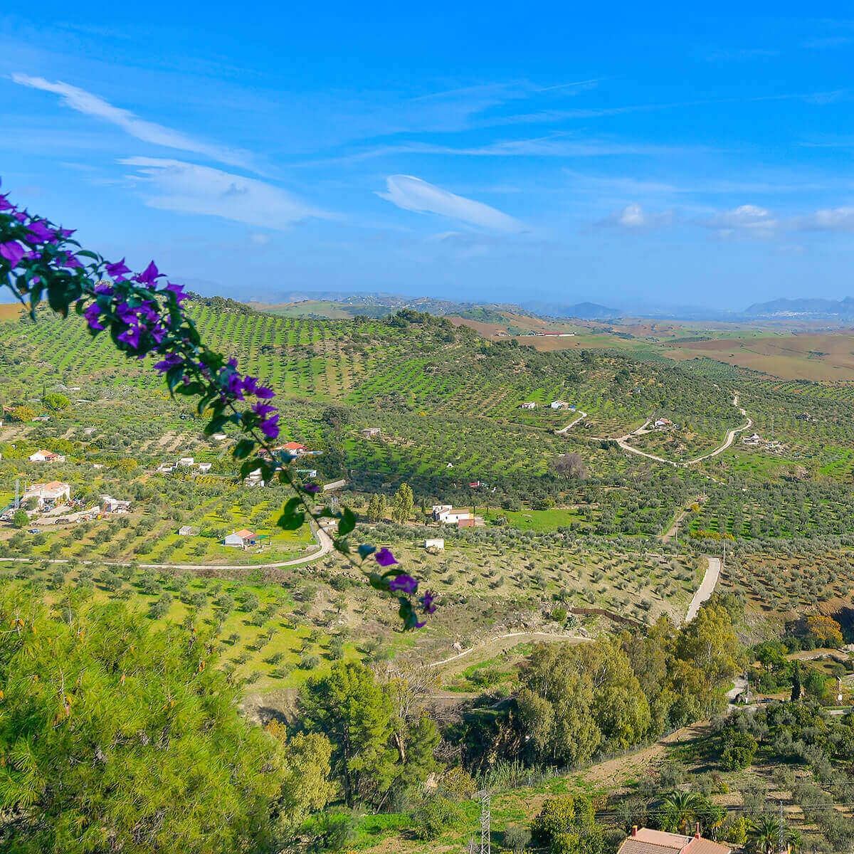 Alozaina Guide. General information about Alozaina area